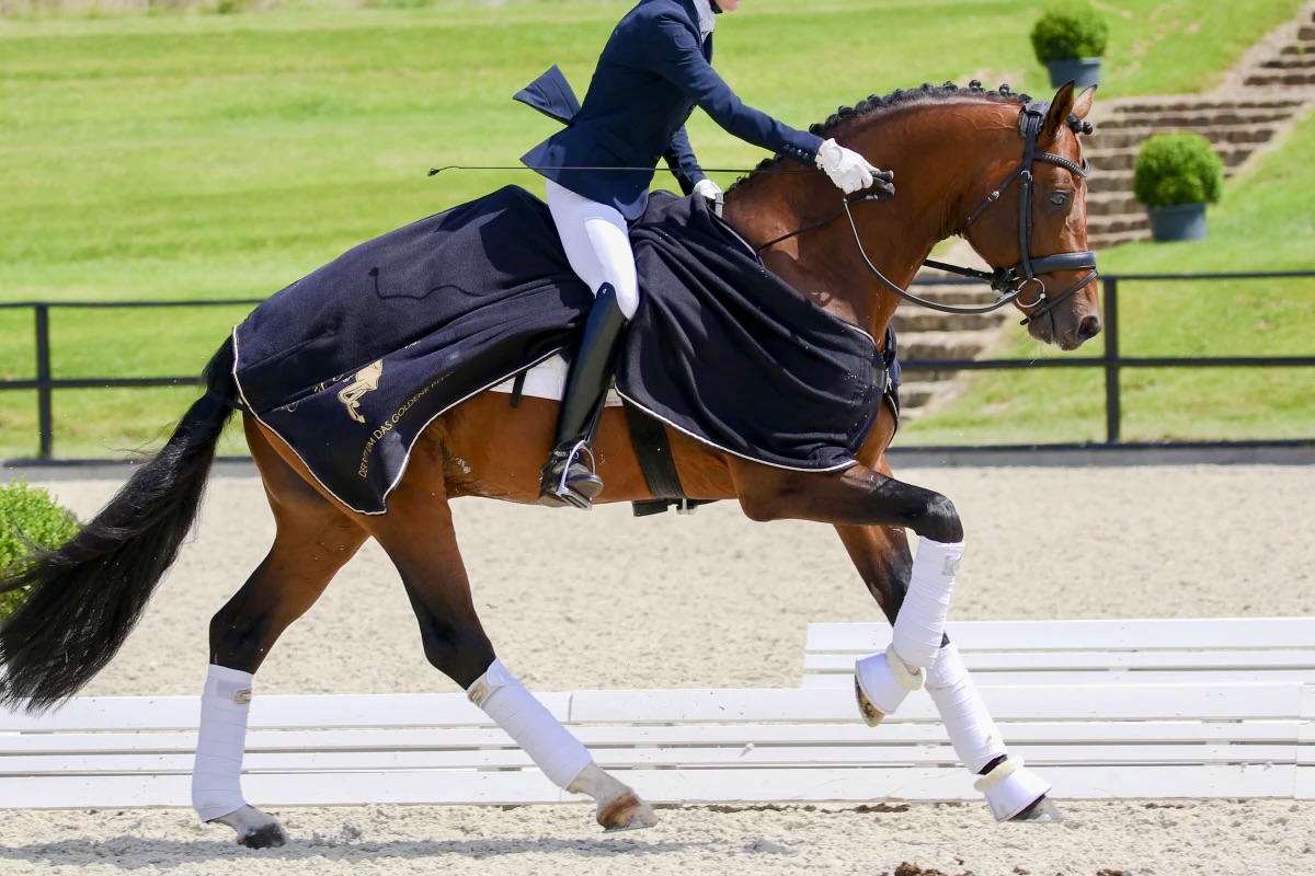 Franco Nero - Breeding and Sport - Equites Horses